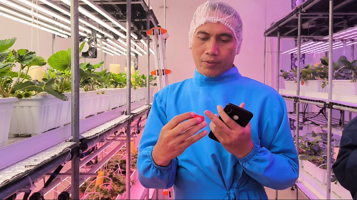 Mimpi yang terwujud! – Melihat Produksi Strawberry Jepang dalam Ruangan ...